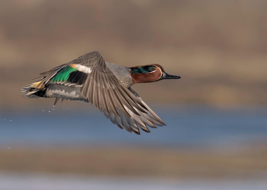 Most Commonly Hunted Migratory Birds in South Carolina | Stacker