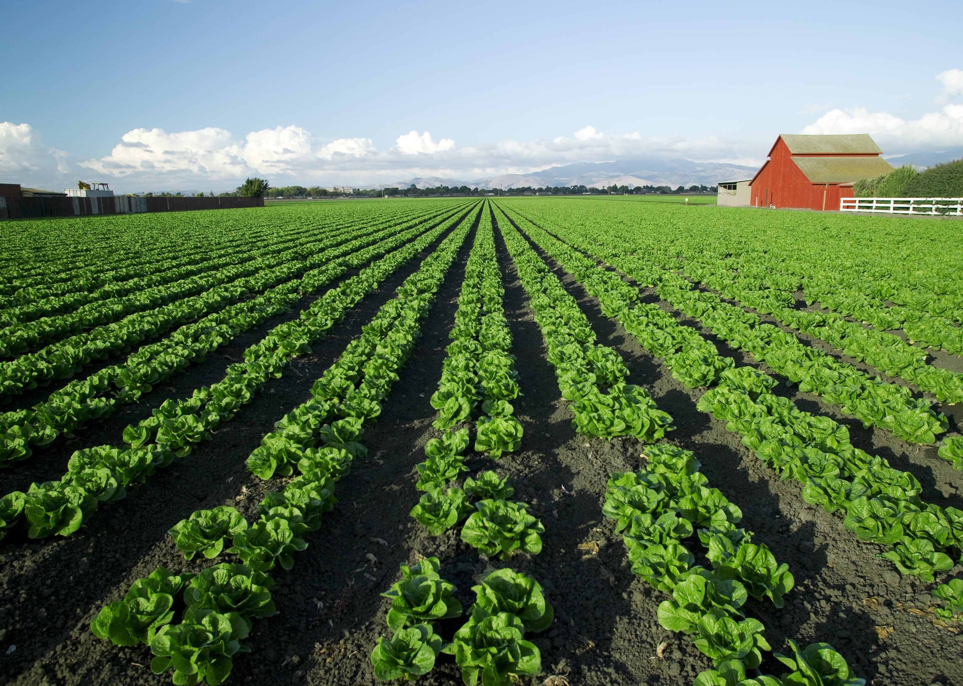 States That Grow the Most Vegetables | Stacker