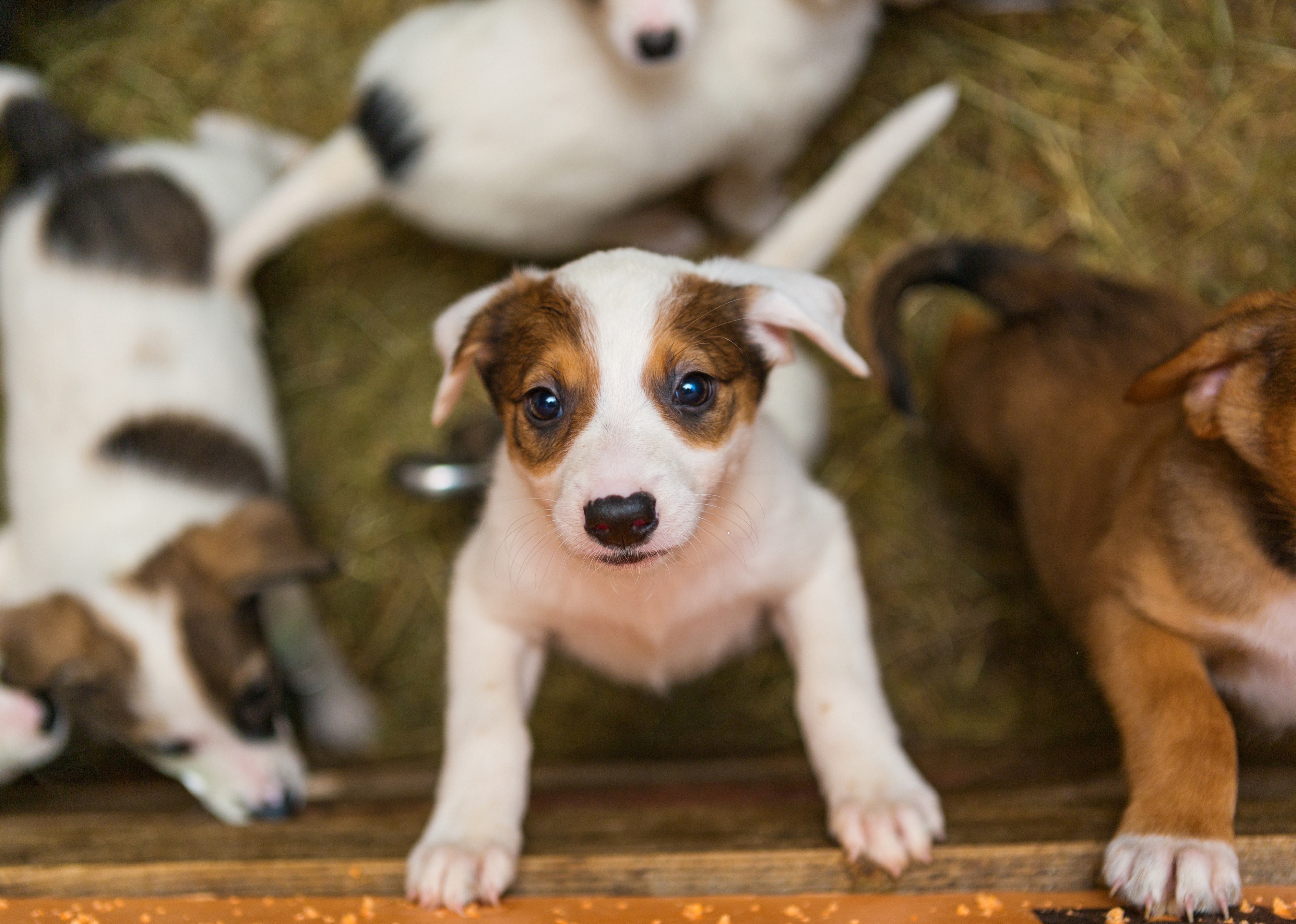 Dogs Available for Adoption in Monroe | Stacker