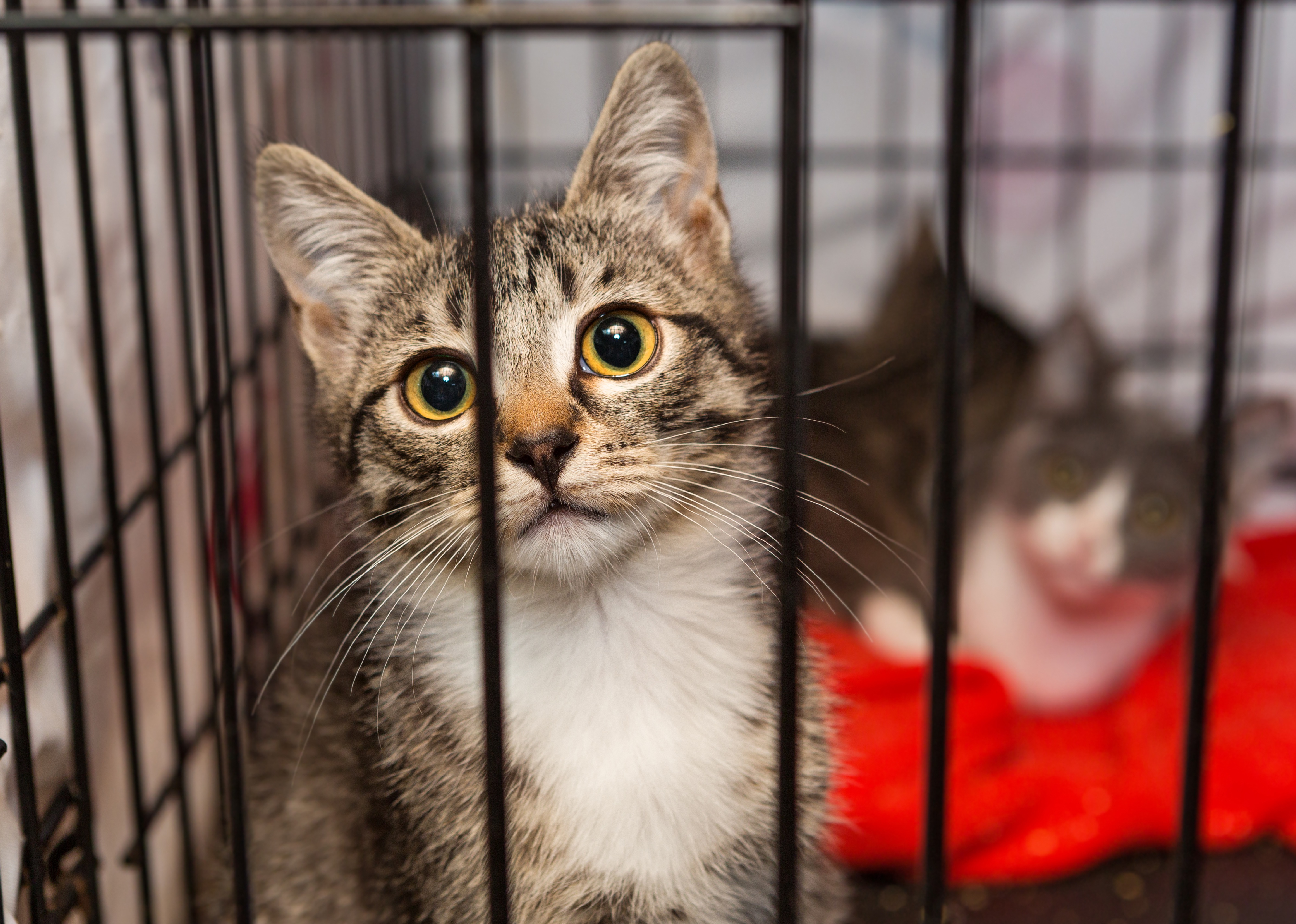 Cats Available for Adoption in Ocala | Stacker