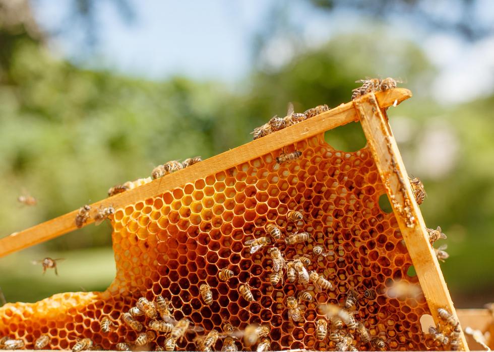 The Health of Honey Bee Colonies in Alabama | Stacker
