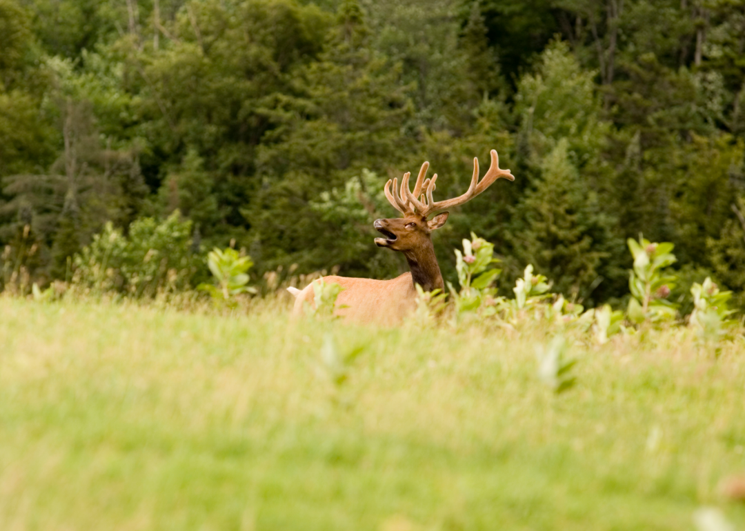 The Number of Registered Hunters in Vermont | Stacker