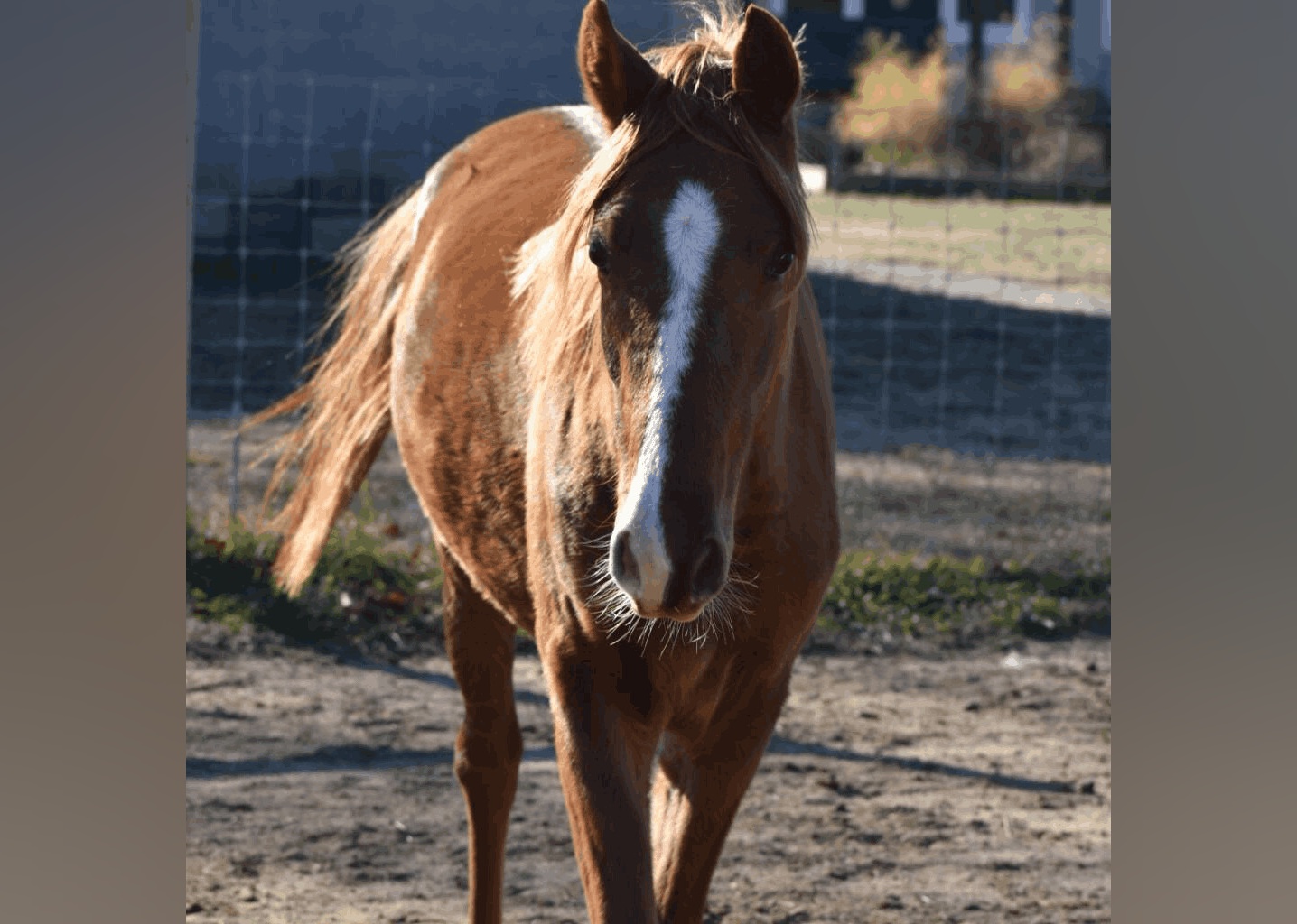 Exotic Pets Available for Adoption in Greensboro | Stacker