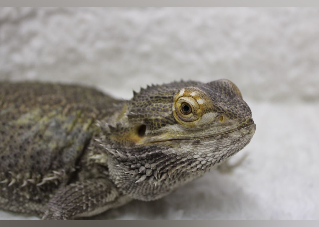 Exotic Pets Available for Adoption in Harrisburg | Stacker