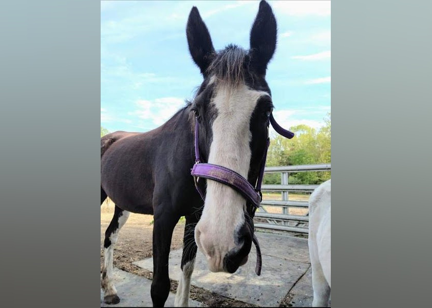 Exotic Pets Available for Adoption in Ocean City | Stacker