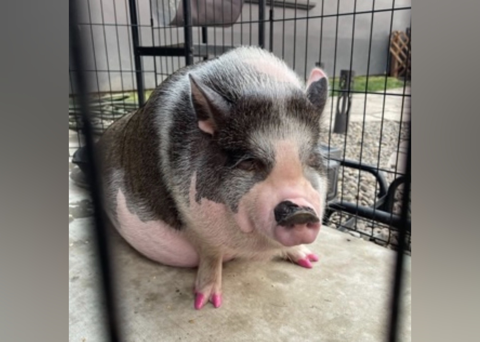 Exotic Pets Available for Adoption in Modesto | Stacker