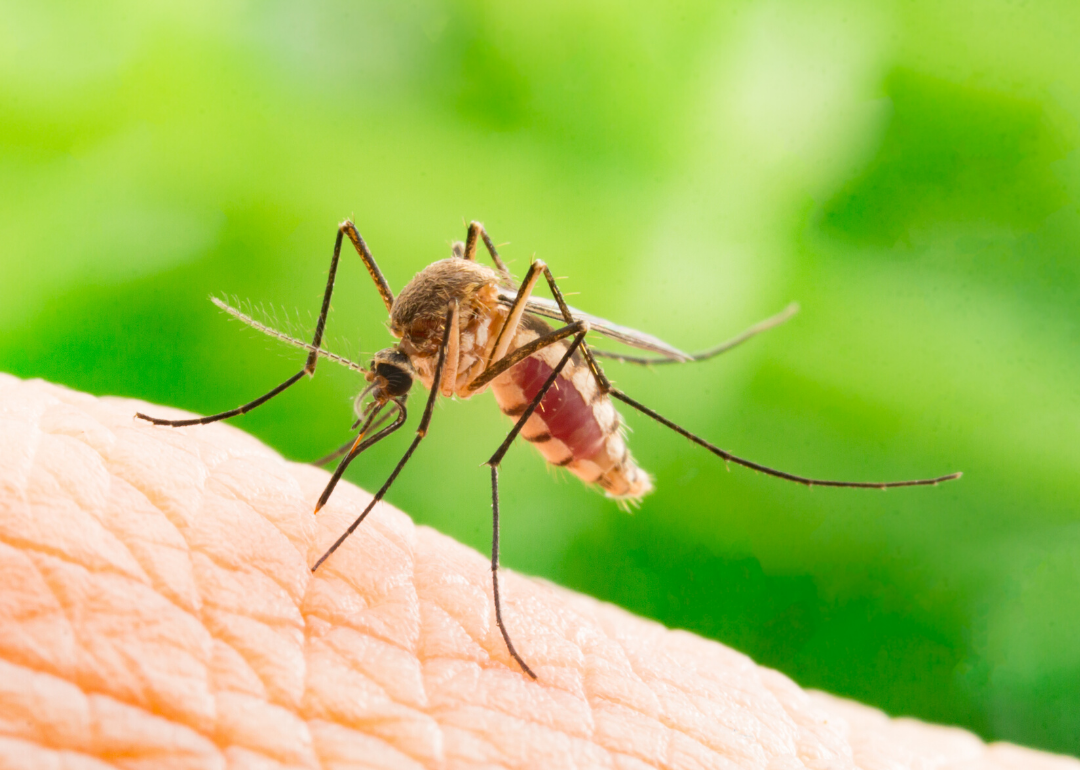 COVID-19 is the Latest Example of Zoonosis—here Are 30 Other Diseases ...