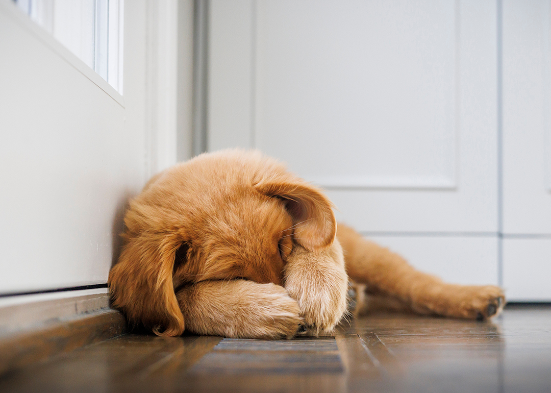 8 ways to prepare your anxious dog for fireworks | Stacker