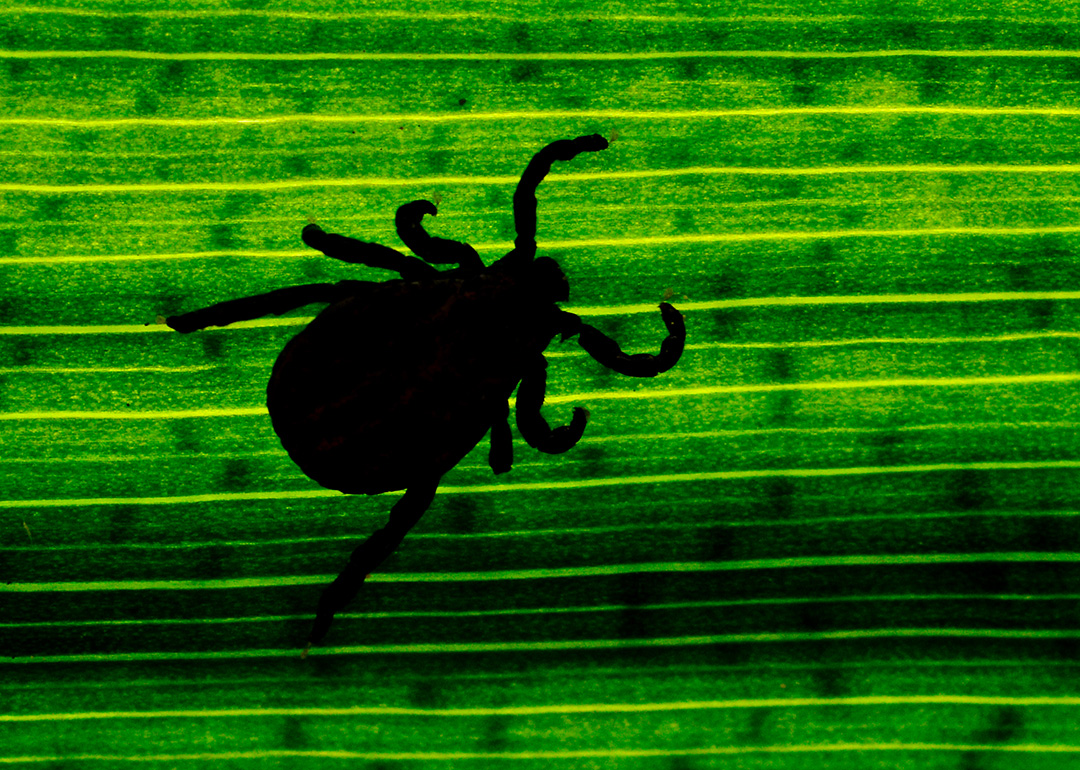 Tick populations have surged in the Northeast. Here’s how to keep you ...