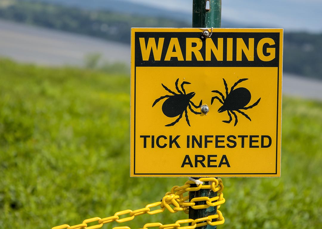 What To Do About Tick Infestation