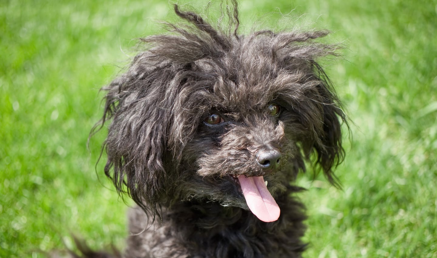Every New Dog Breed Recognized in 2026 | Stacker