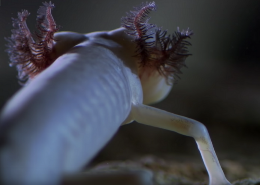 Rare animals featured in Planet Earth, Our Planet, and other nature ...