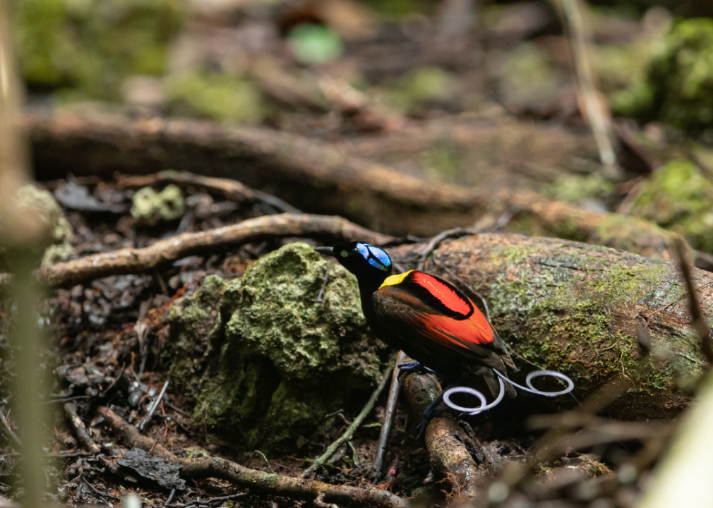 Rare animals featured in Planet Earth, Our Planet, and other nature ...