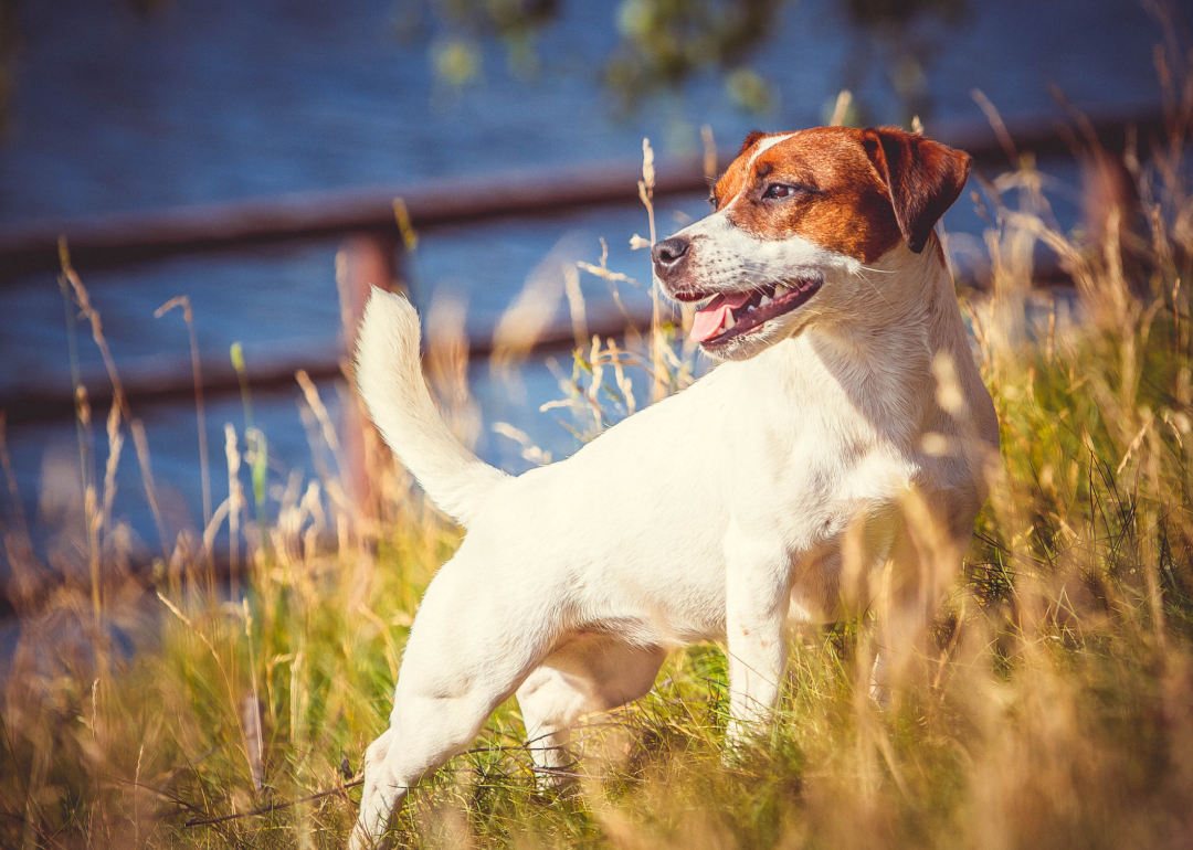 The most common dog names in Ohio