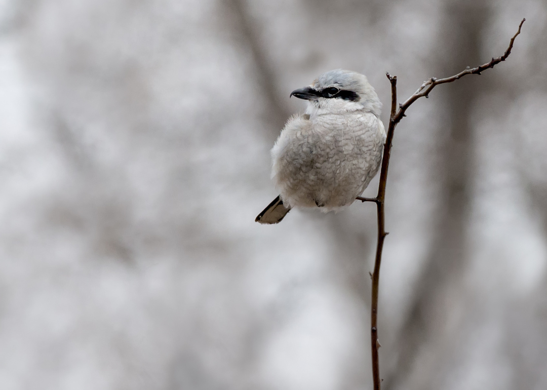Most commonly seen birds in Idaho - Idaho.com