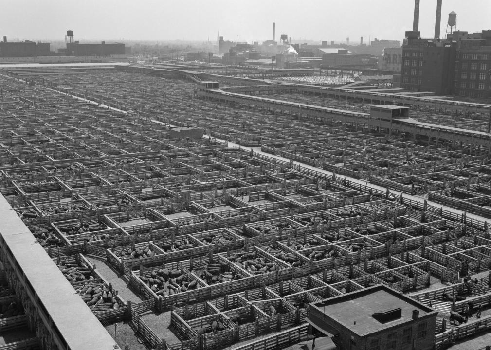 Unpacking the History of America’s Meat-Processing Industry - Newsweek