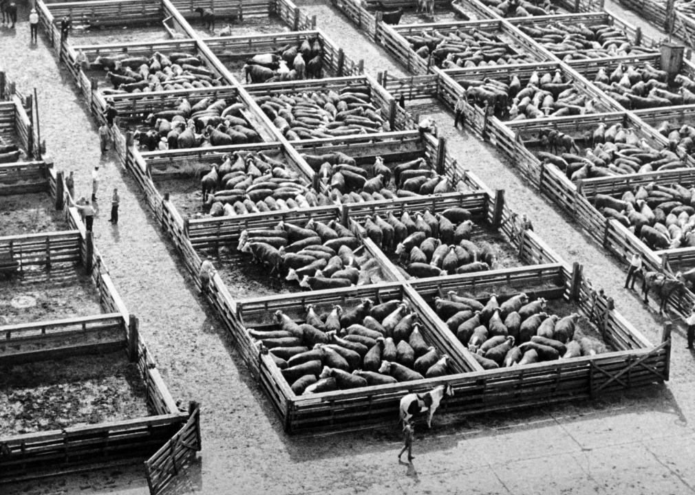 Unpacking the History of America’s Meat-Processing Industry - Newsweek