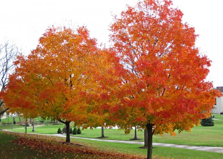 Do you know New York's official state symbols? | Stacker