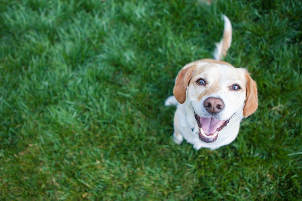A Dog In The Manger Meaning And Sentence