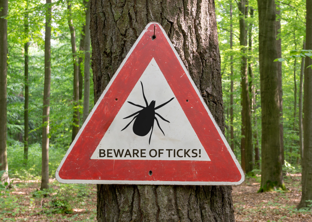 Americas Most Common Ticks And How To Identify Them Stacker