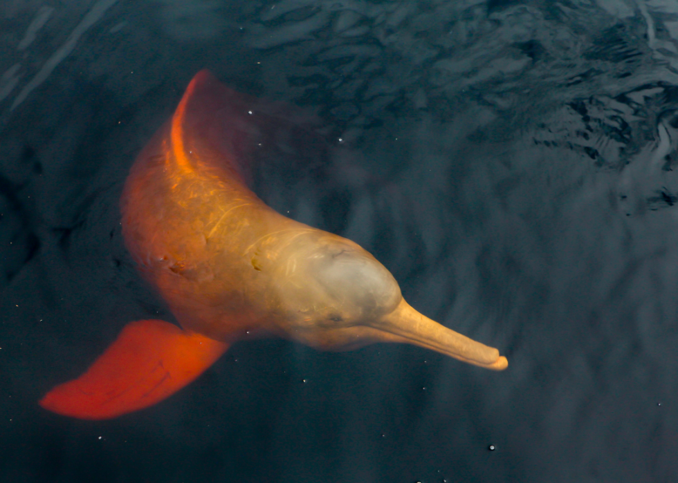 Rare Animals Featured In Planet Earth, Our Planet, and Other Nature ...