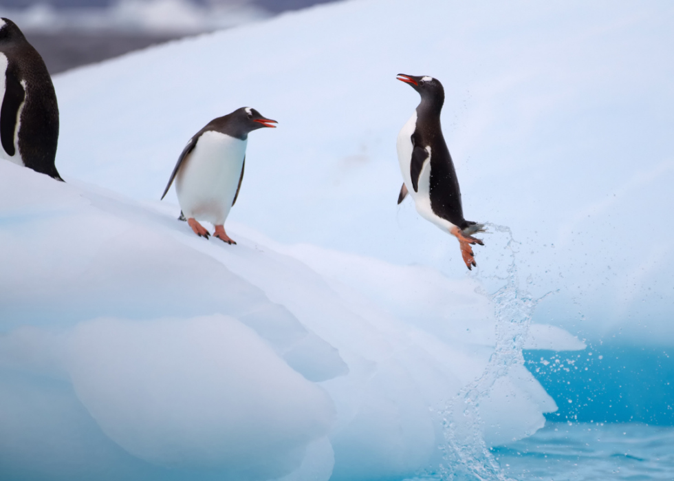 Penguins: 25 Fascinating Facts About These Flightless Friends | Stacker