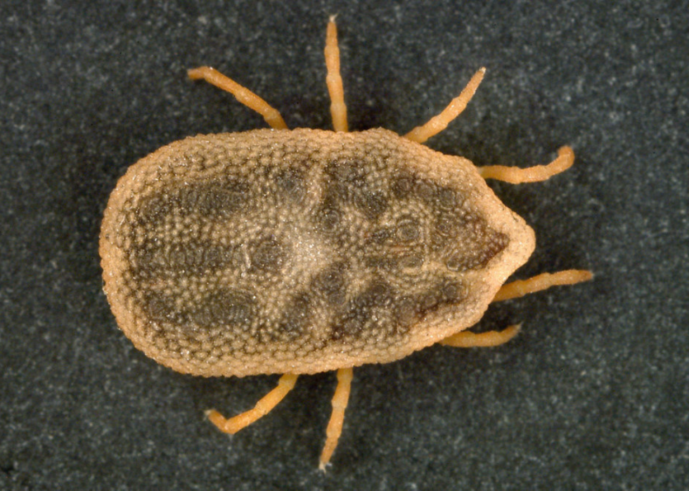 America's Most Common Ticks and How to Identify Them | Stacker America's Most Common Ticks and How to Identify Them | Stacker