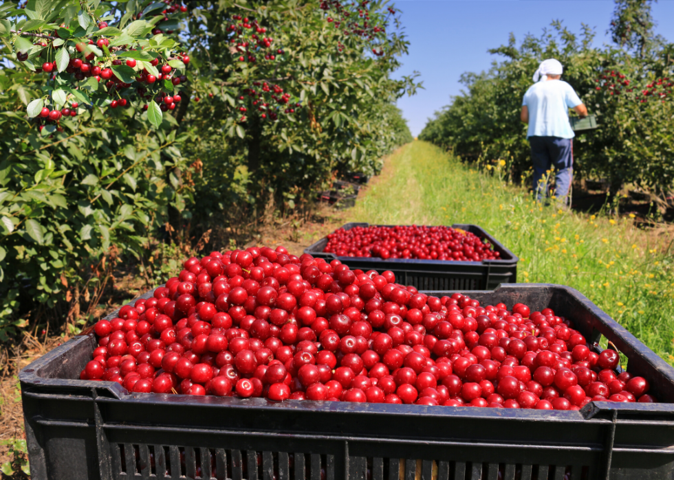Most valuable crops grown in California | KRON4