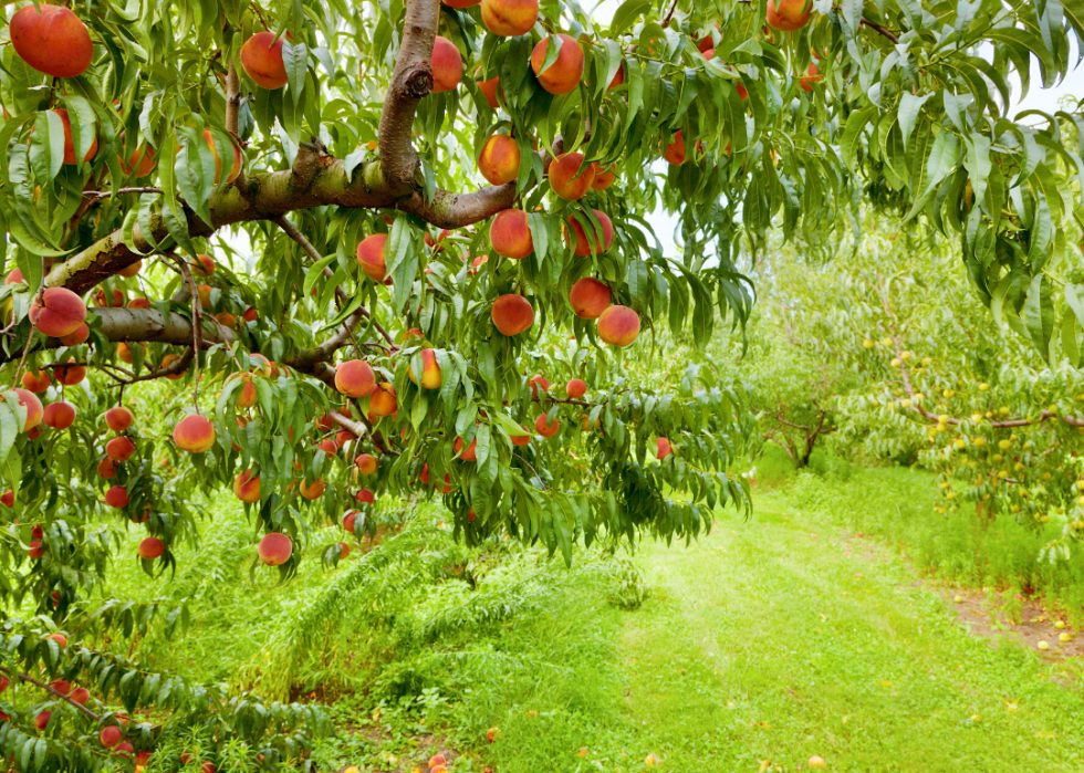 Most valuable crops grown in California | KRON4