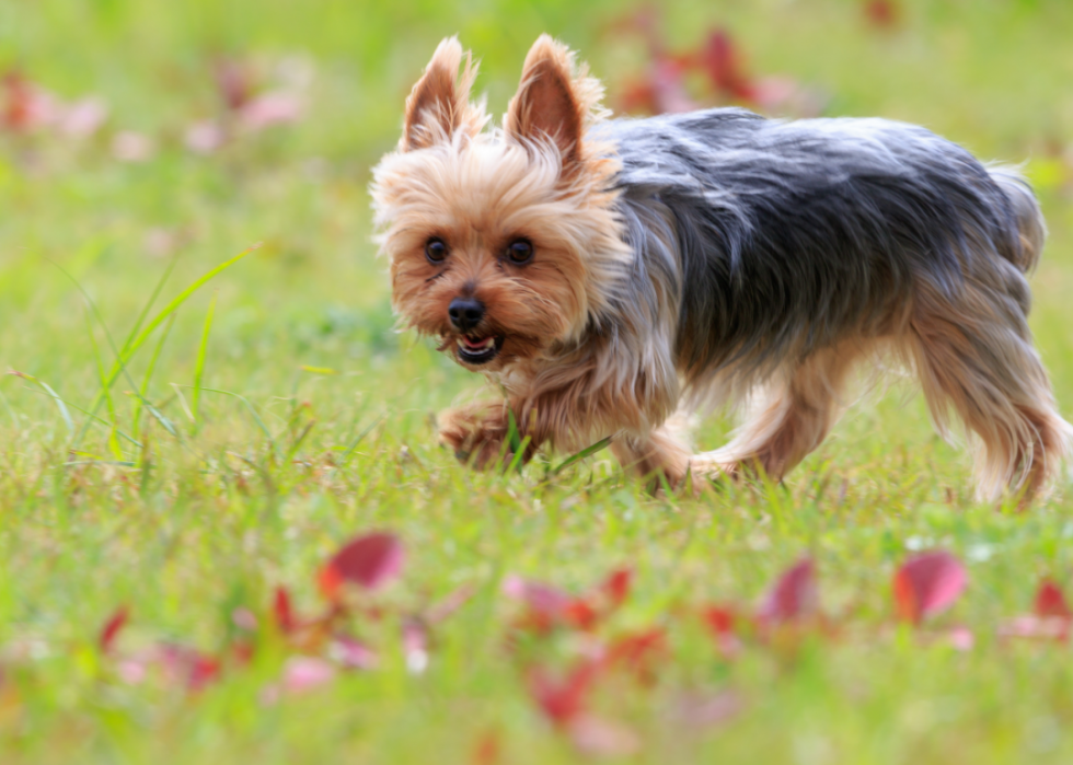 Most Popular Small Dog Breeds | Stacker Most Popular Small Dog Breeds | Stacker